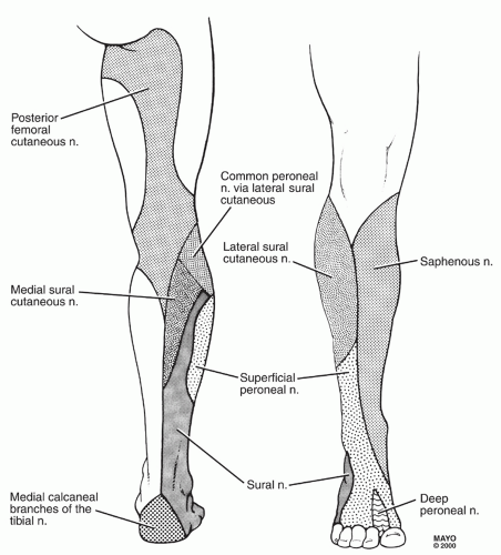 Lower Extremity Nerve Entrapments Musculoskeletal Key