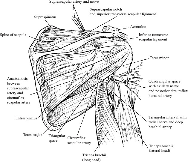 Anatomy Of The Shoulder Musculoskeletal Key