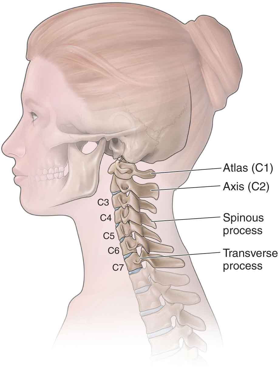 Cervical Vertebrae Anatomy