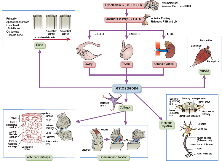 Sex Hormones Musculoskeletal Key