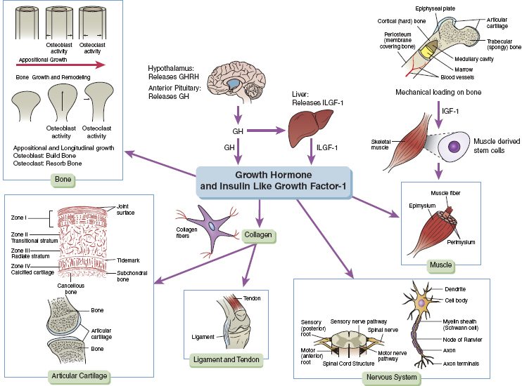 Sex Hormones Musculoskeletal Key