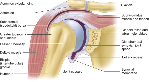 The Shoulder Musculoskeletal Key