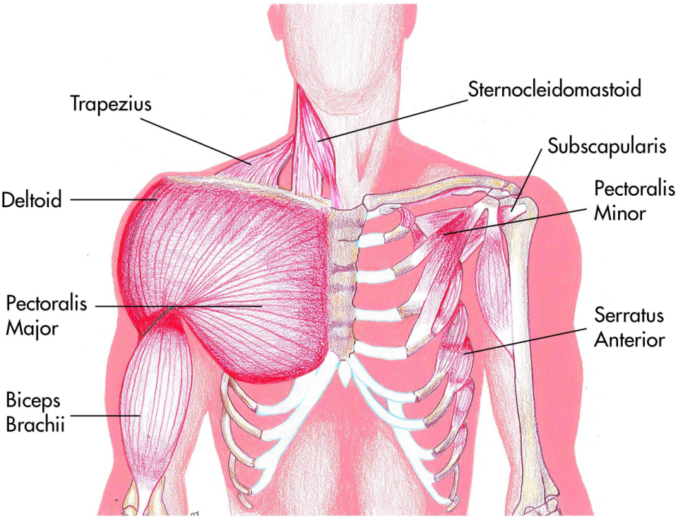 Shoulder Muscles Diagram Muscles Of The Shoulder Anatomy Pictures