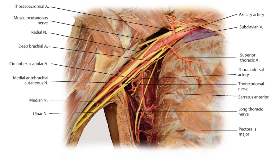 11 Vascular Anatomy Of The Upper Extremity Musculoskeletal Key