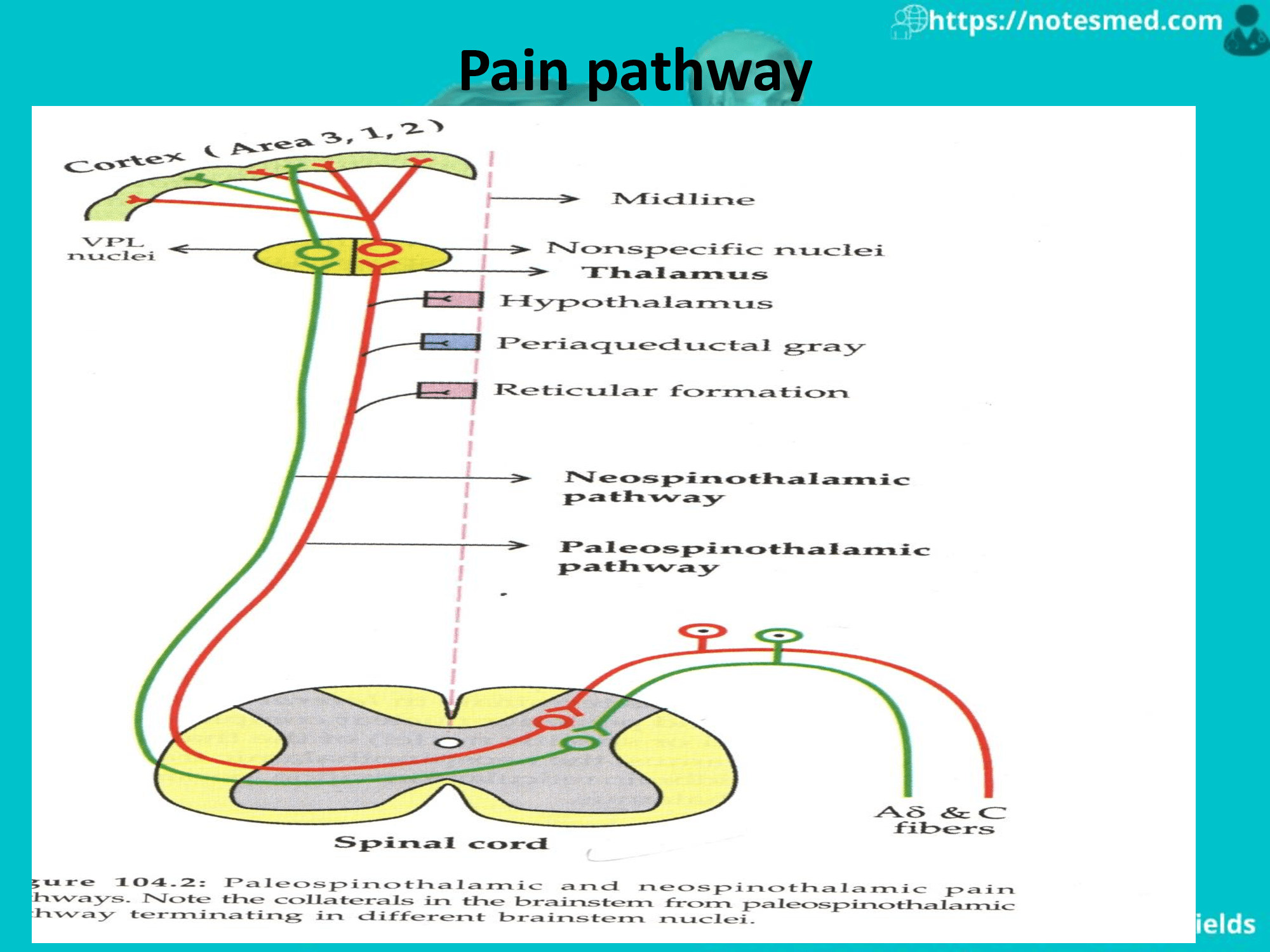 Physiology Of The Pain Pathway Types Referred Pain