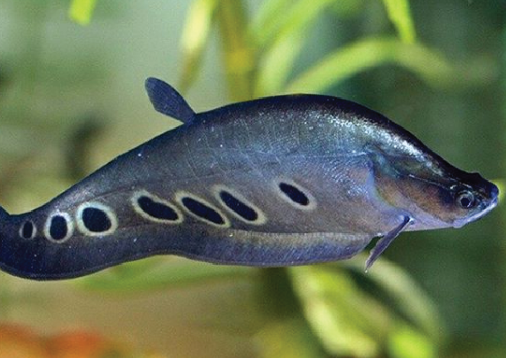 6 Ikan Predator Air Tawar Tipe Tengah Yang Populer Nakama Aquatics