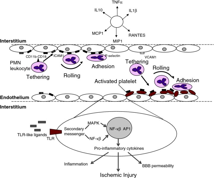 Demyelinating Disorders Of The Cns Neupsy Key