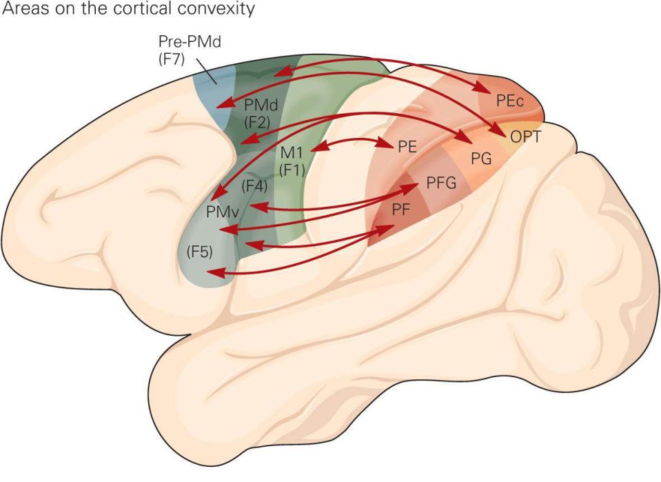 Cognitive Functions Of The Premotor Systems Neupsy Key