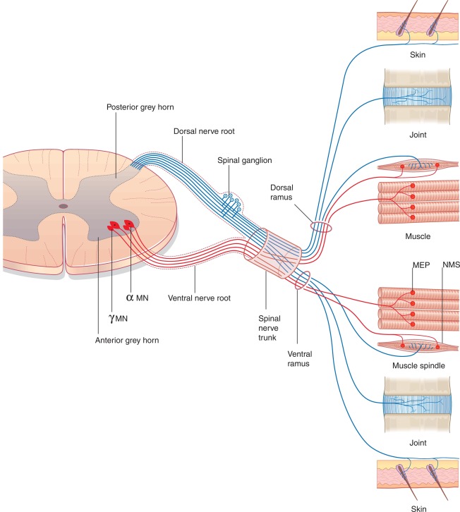 Peripheral Nerves Neupsy Key