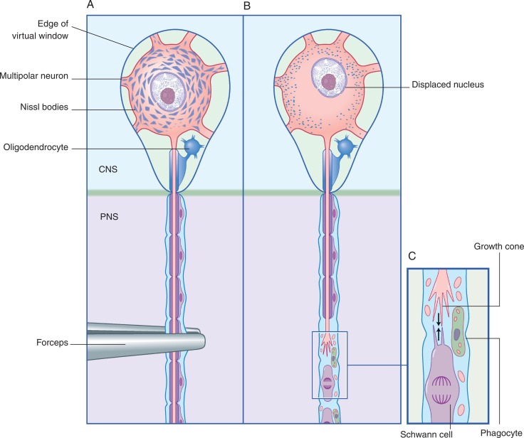 Peripheral Nerves Neupsy Key