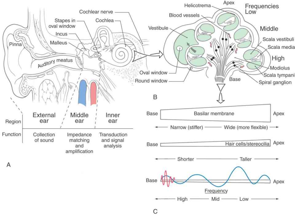 The Auditory System Neupsy Key