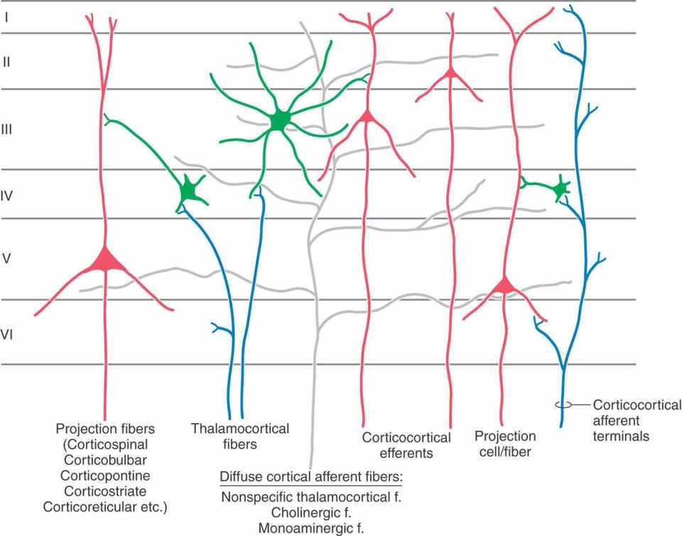 The Cerebral Cortex Neupsy Key