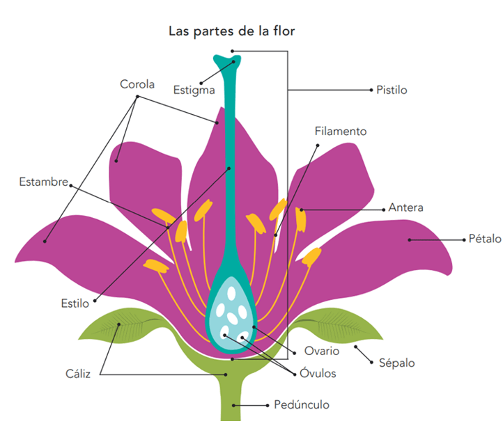 La Reproducción Sexual Y Asexual De Las Plantas Ciencias Naturales