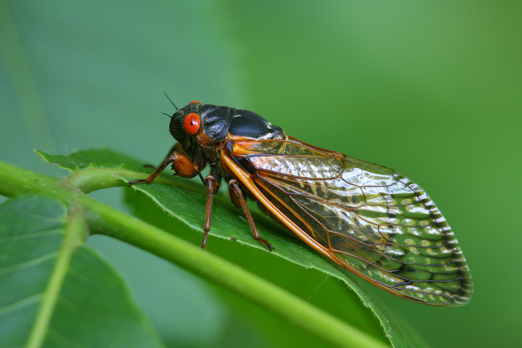 15 Million Cicadas Expected To Emerge After 17 Years Underground