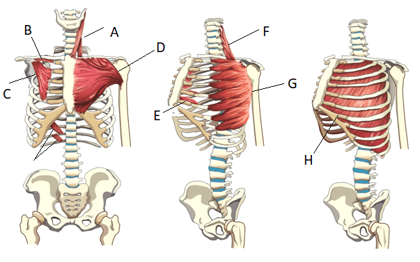 Rib Cage Muscles Labeled Lungs Diagram With Rib Cage Rib Cage Anatomy