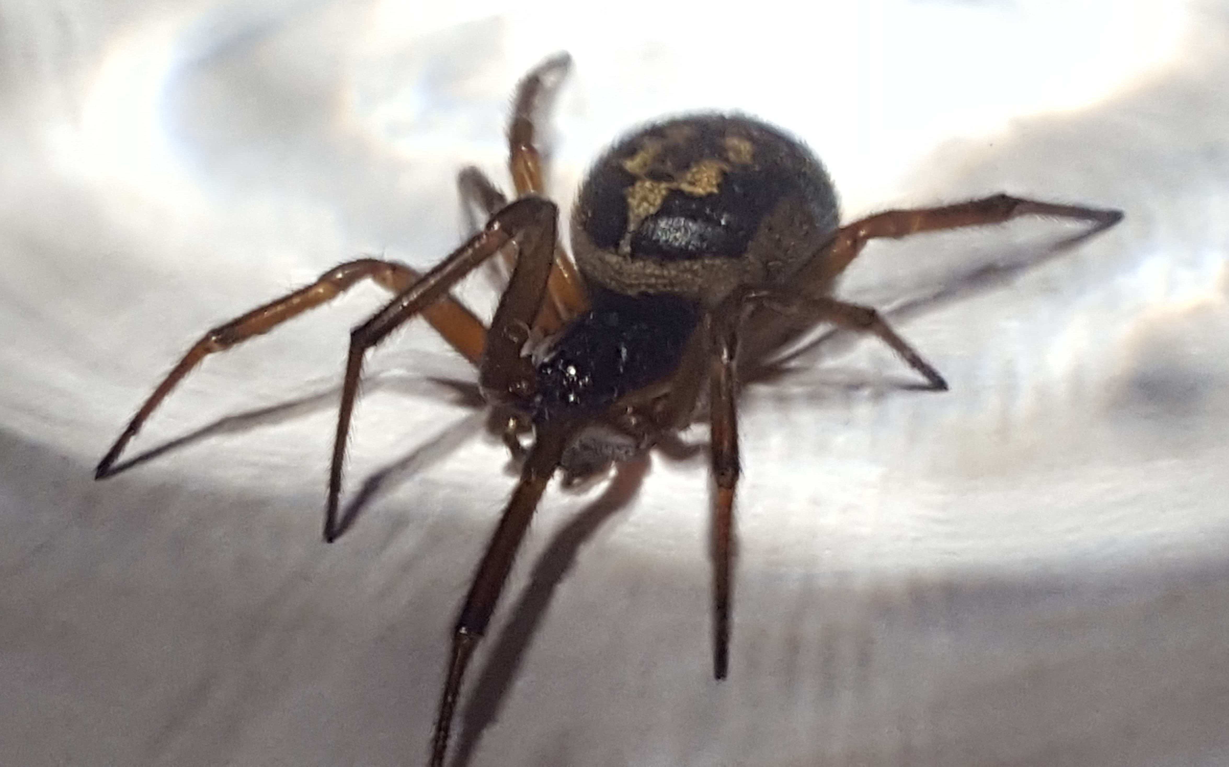 How To Identify A Noble False Widow Spider