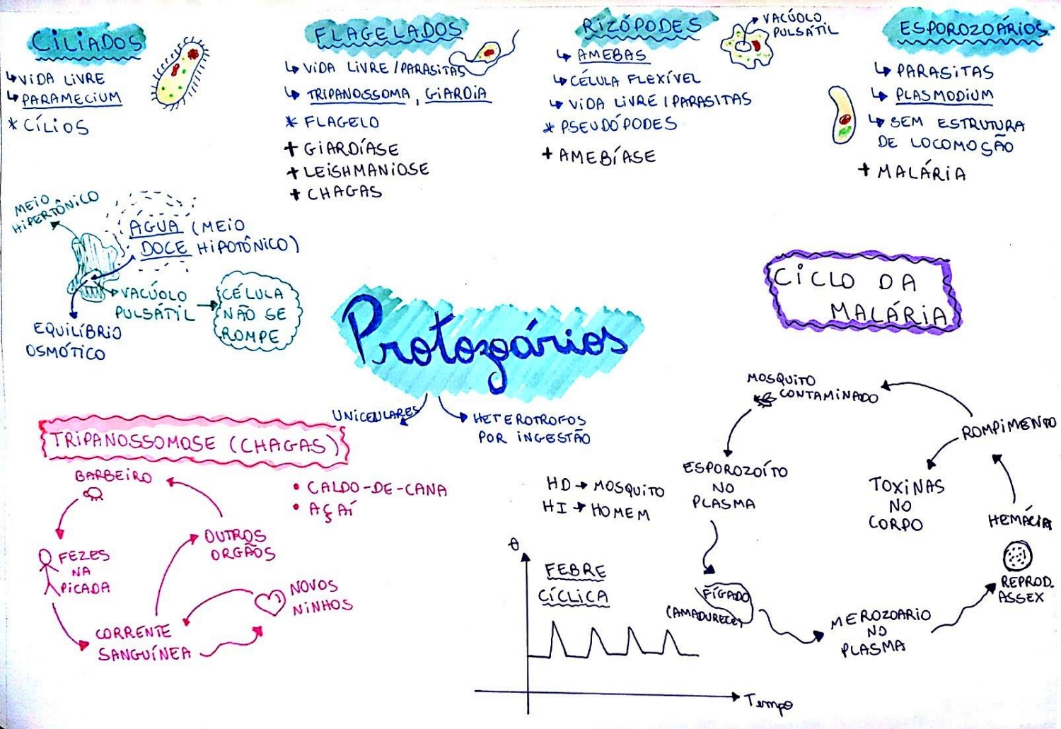 Mapa Mental Biologia Protozoarios Parasitologia Porn Sex Picture