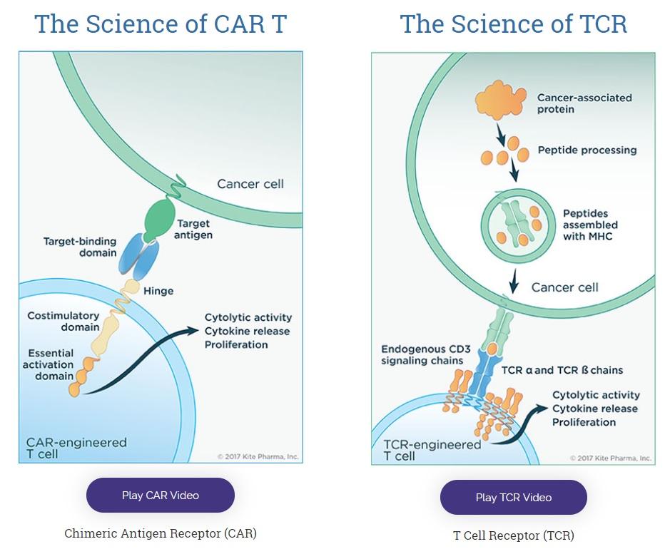 Car T Cell Therapies