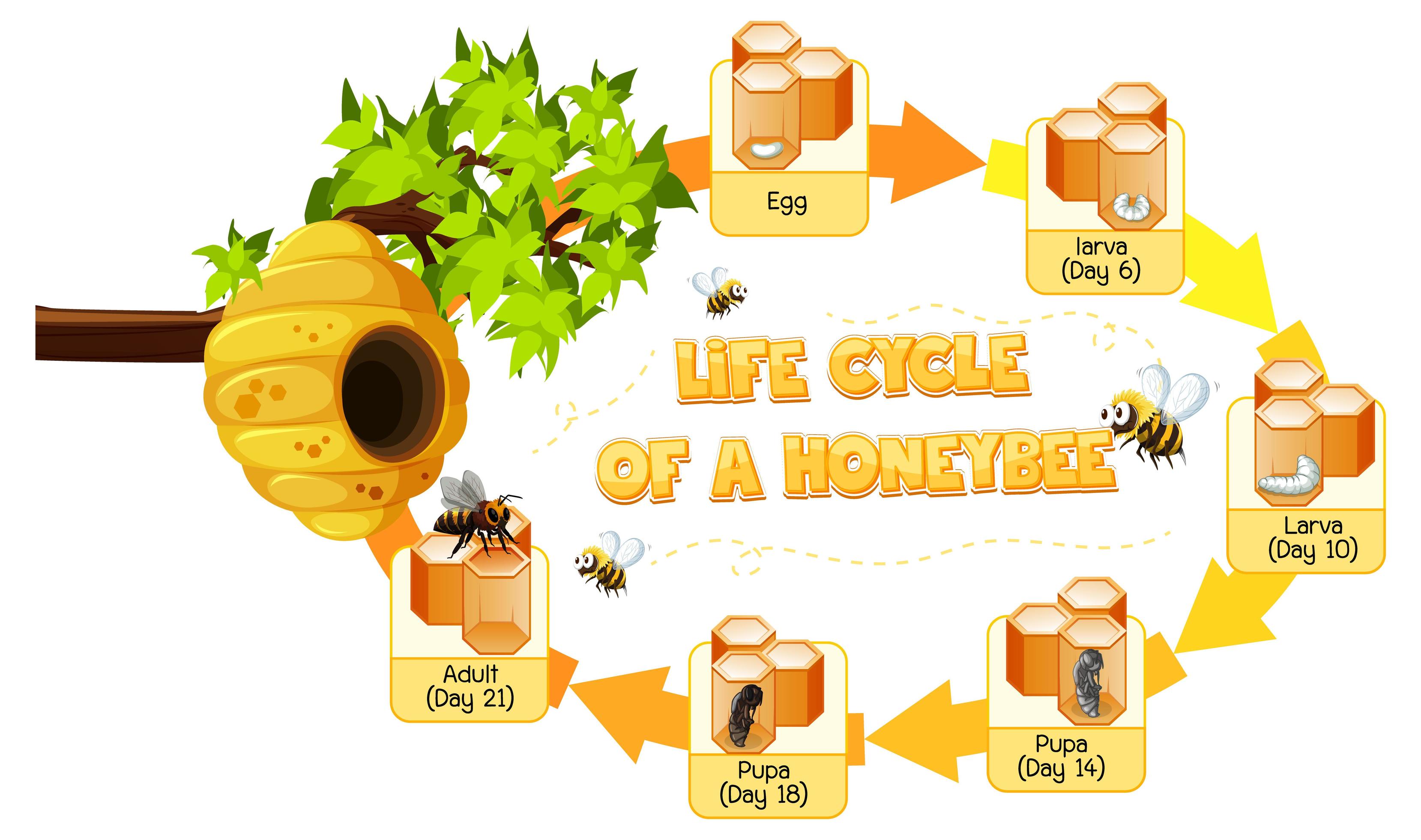 Honey Bee Life Cycle Diagram Alternator