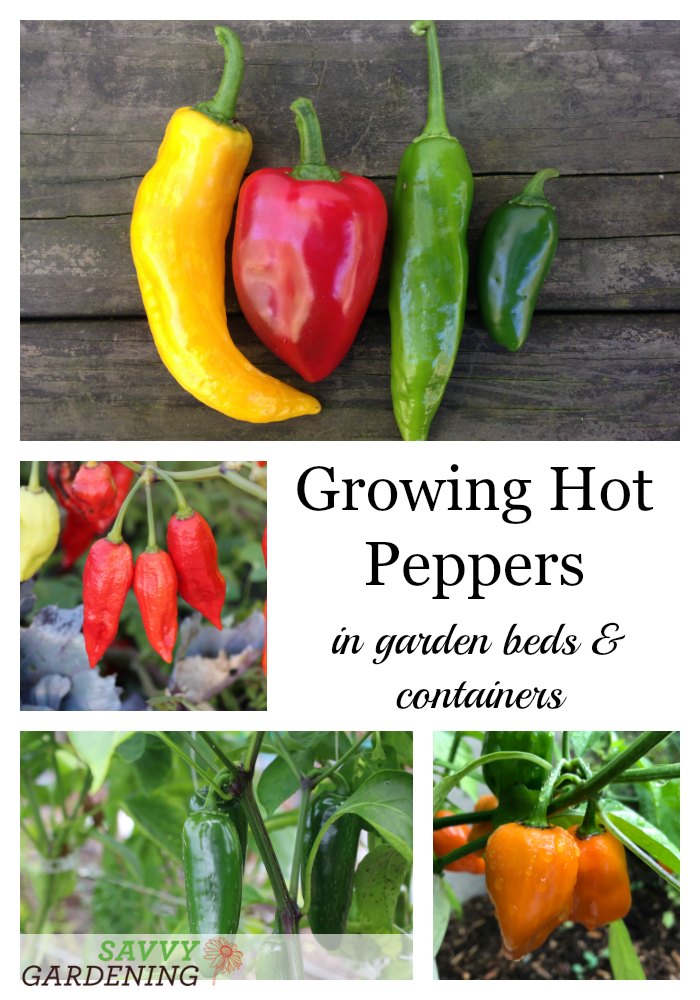 Growing Hot Peppers In Garden Beds And Containers