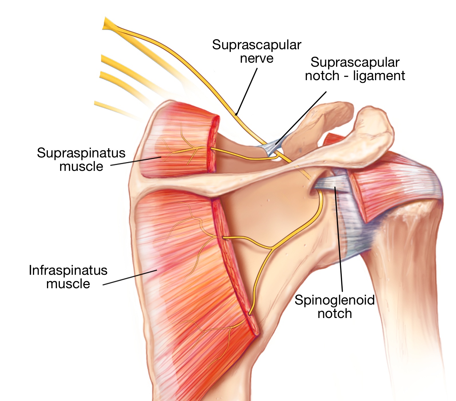 A Tiny Nerve In The Shoulder Can Create So Much Trouble All You Need