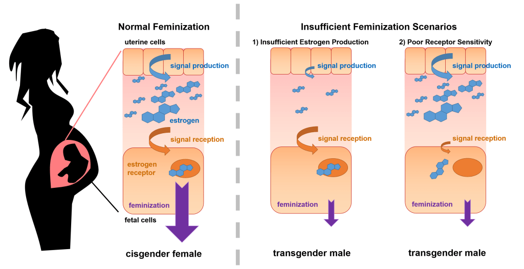 Between The Gender Lines The Science Of Transgender Identity