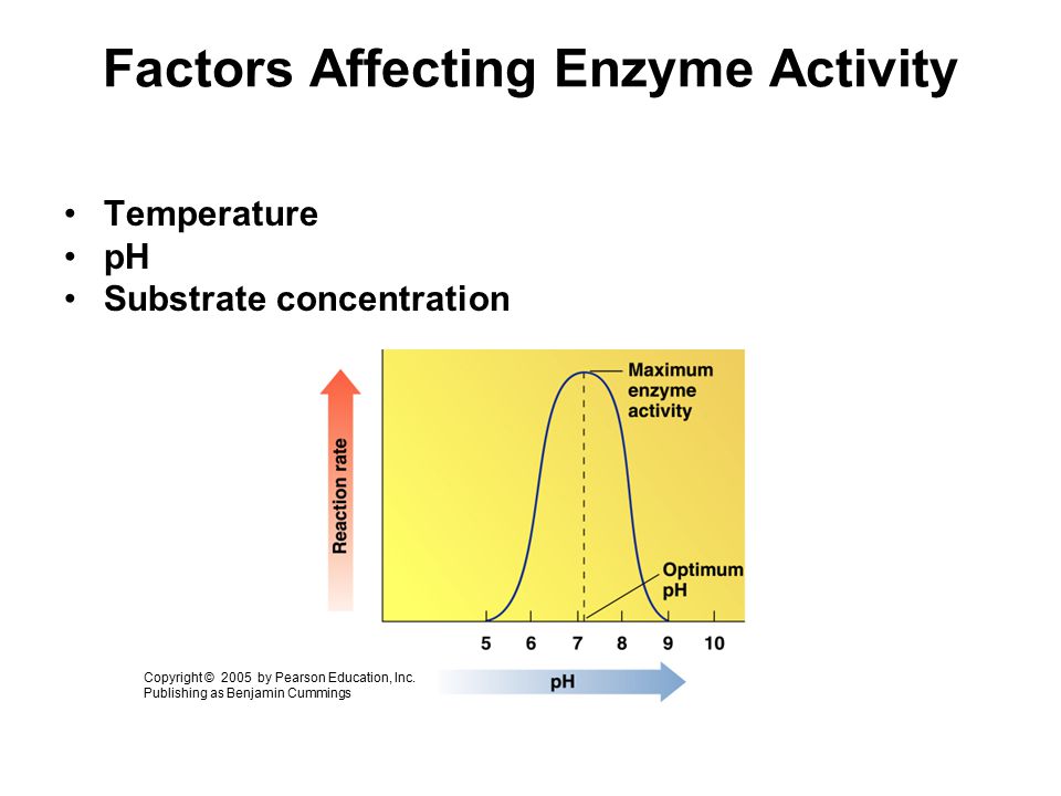 Enzyme Activity