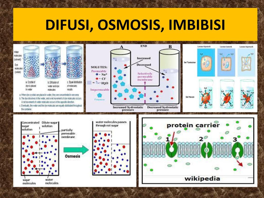 Perbedaan Difusi Dan Osmosis Beserta Contohnya