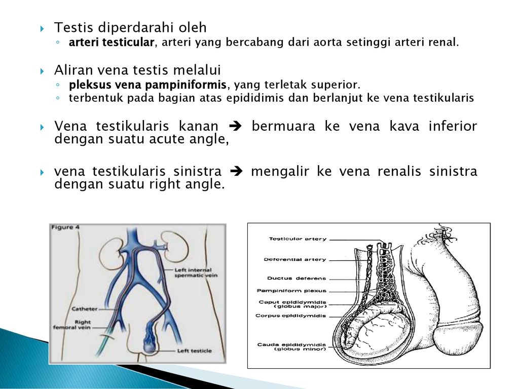 Sperma Yang Terbentuk Keluar Dari Testis Melalui Pembuluh Yang Disebut