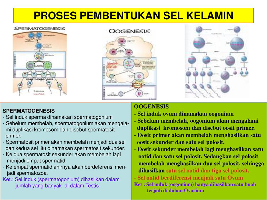 Sel Induk Ovum Disebut Studyhelp