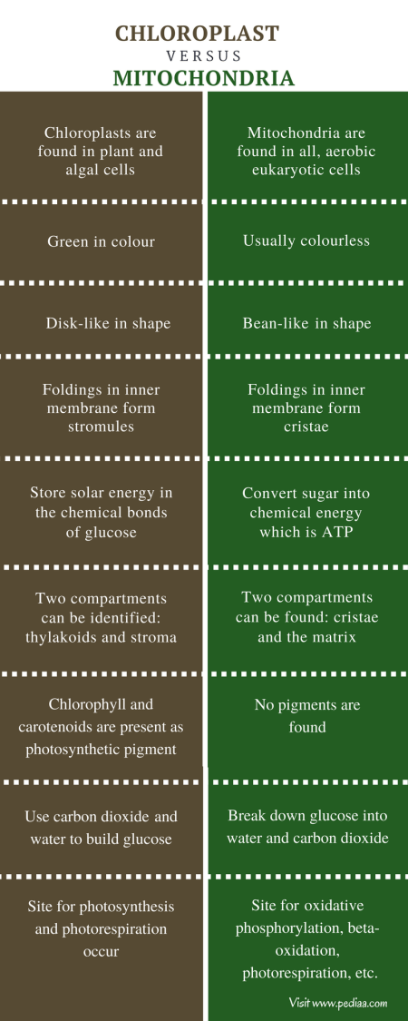 Difference Between Chloroplast And Mitochondria Structure Function