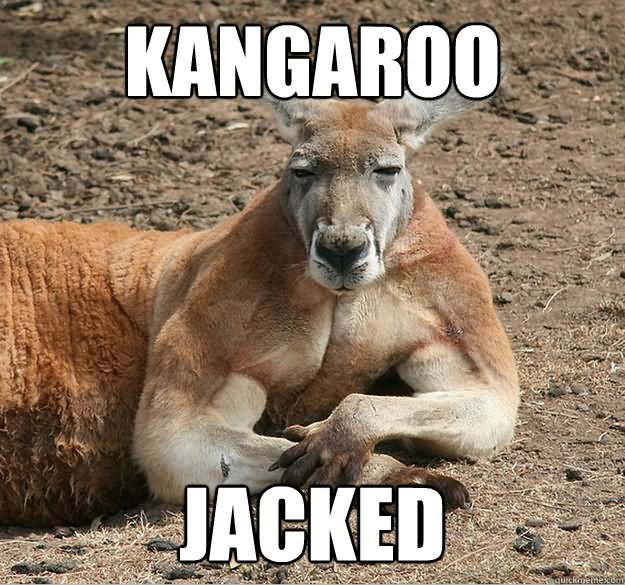 29 Most Funniest Kangaroo Memes Images And Graphics Picsmine