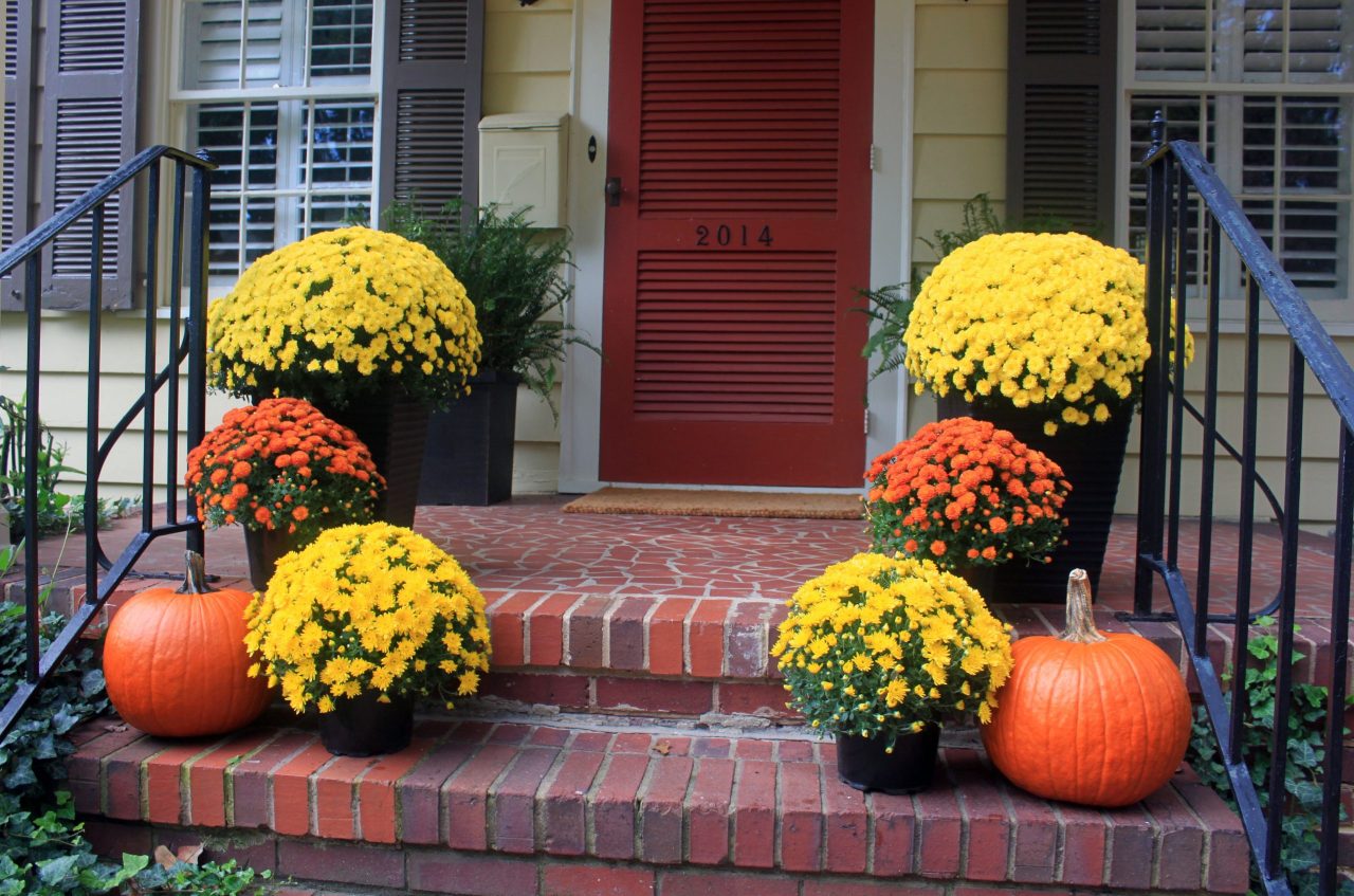 20 Mums For Fall Decorating Pimphomee