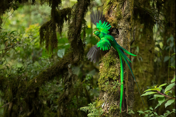 Quetzal Ave Sagrada De Mayas Y Aztecas Se Enfrenta A Extinción