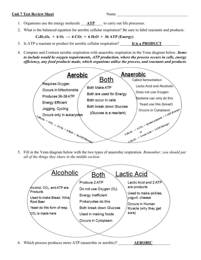 Photosynthesis And Respiration Venn Diagram Wiring Site Resource