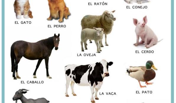 Láminas Para Trabajar El Vocabulario Campo Semántico Animales Domesticos