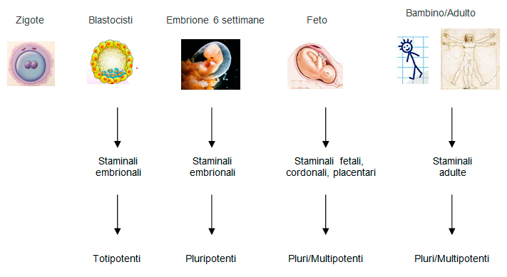 Cellule Staminali Embrionali O Adulte