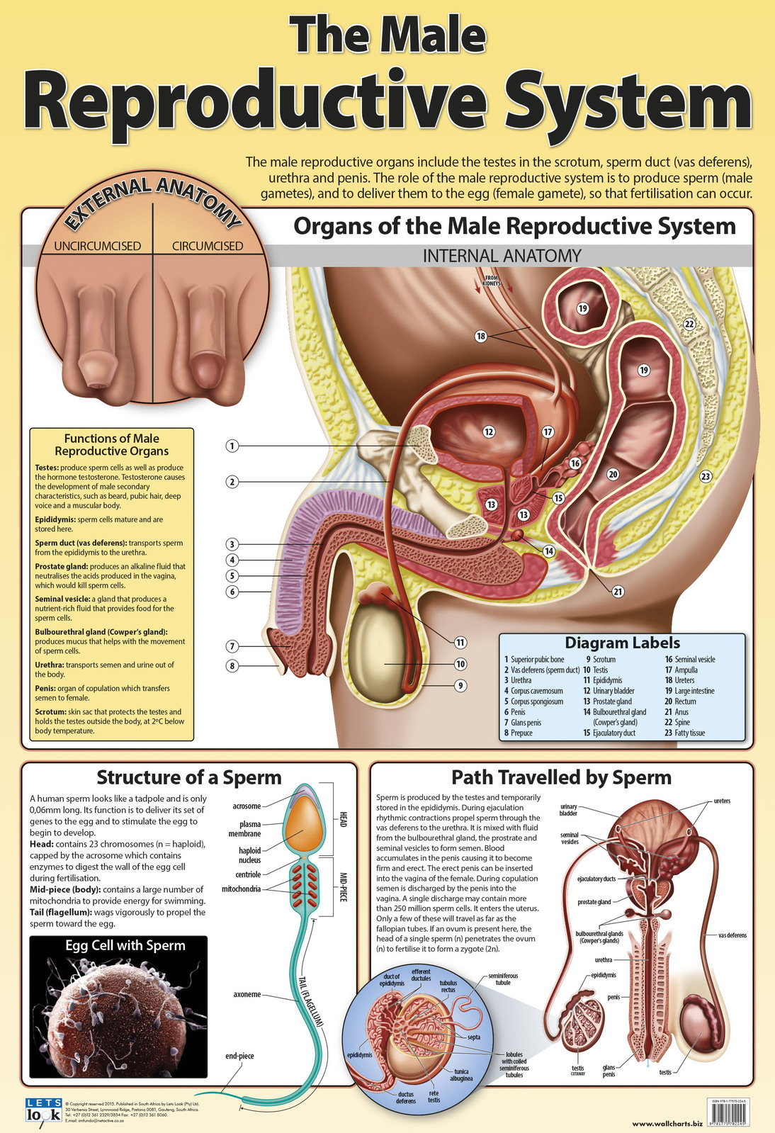 Male Reproductive System Labeled Model Omahdesignku