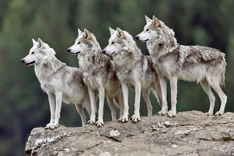 Salvando Al Lobo Gris Mexicano México Ambiental