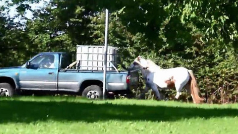 Horse Being Dragged Behind A Truck Along Left Experts Horrified