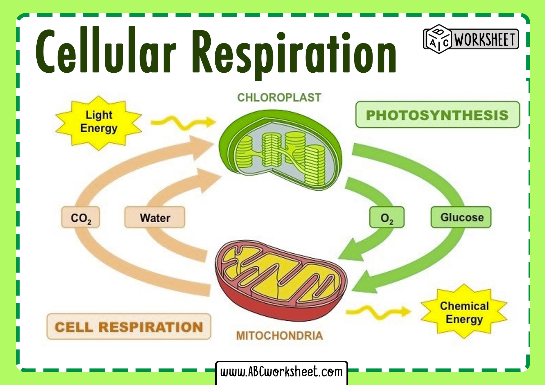 Cellular Respiration Process