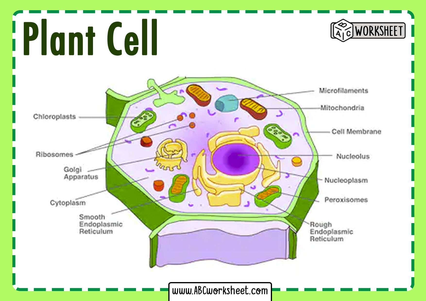 Plant Cell Parts And Structure