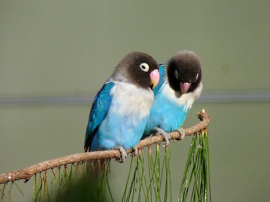 Agaporni Azul O Inseparables Azules De Color La Guia Más Completa