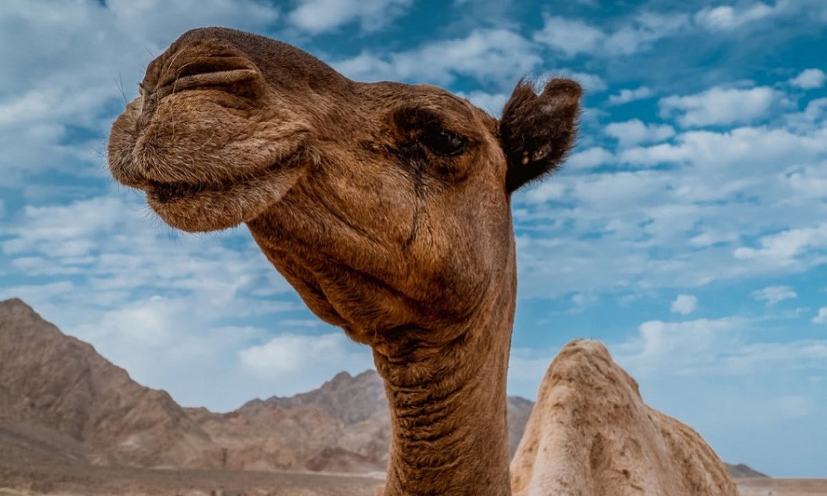 Qué Comen Los Camellos Y Otras Curiosidades Sobre Este Animal