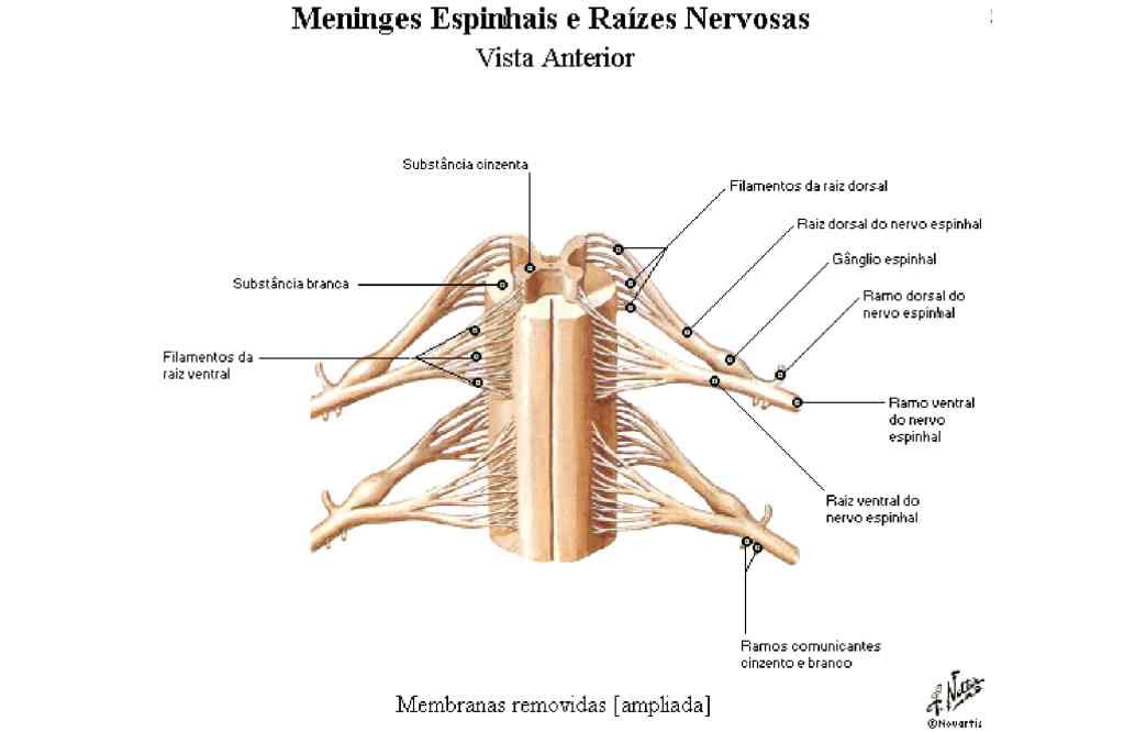 Nervos Espinais Anatomia Papel E Caneta