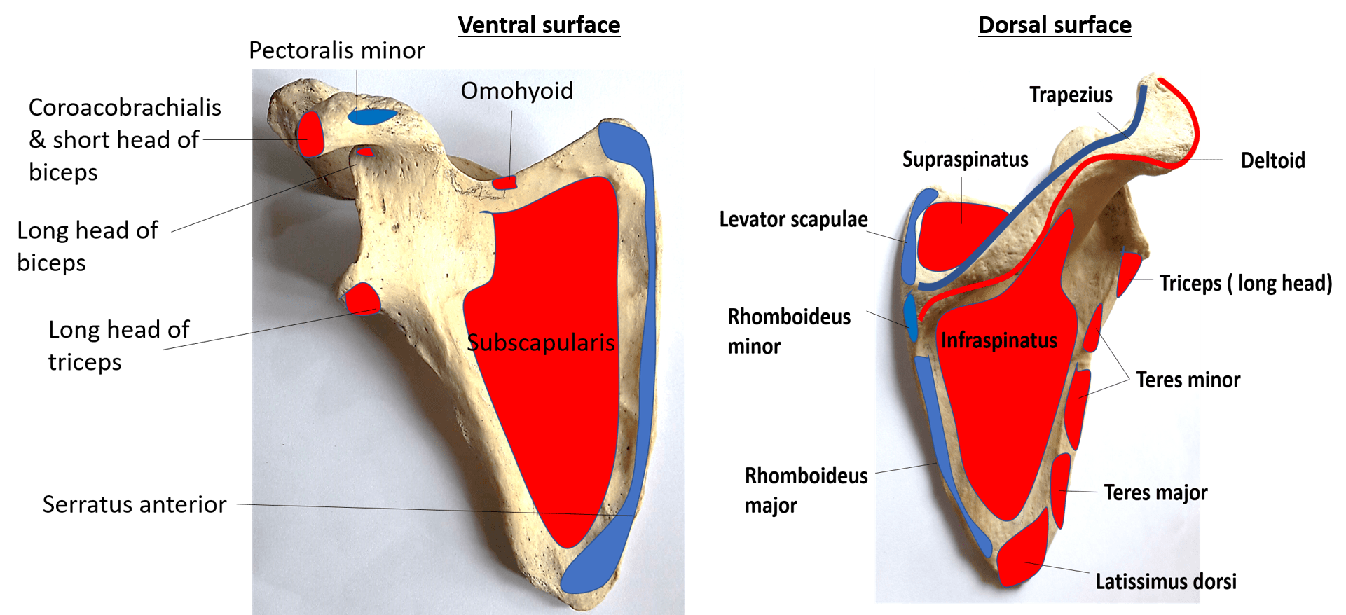 Muscles Of The Scapula