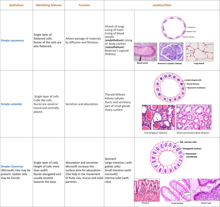 Epithelium Anatomy Qa