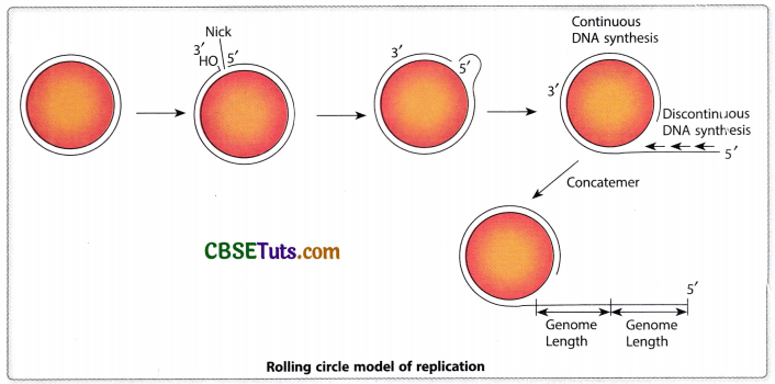 Dna Replication Process Machinery And Enzymes Cbse Tuts