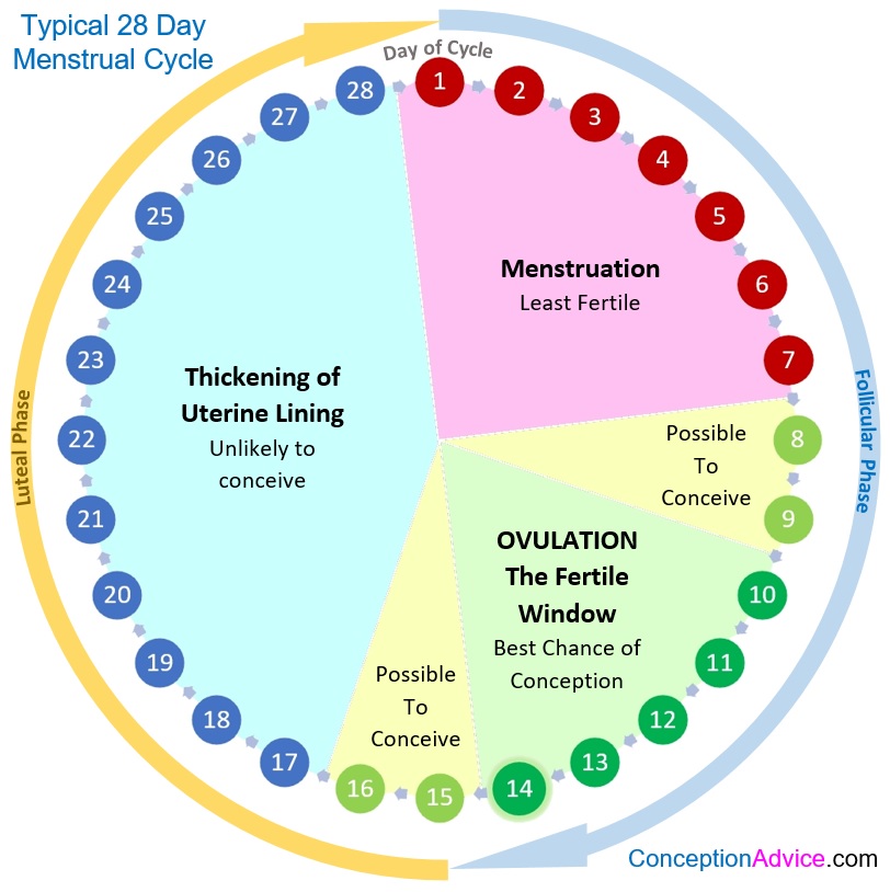 Understanding Menstrual Cycle Phases A Comprehensive Guide Dona