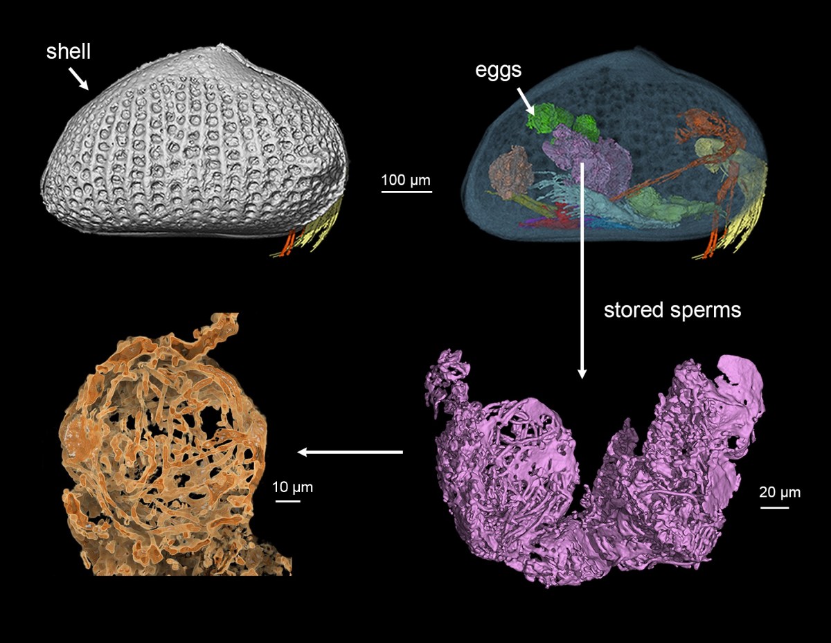 Scientists Find Worlds Oldest Sperm In Myanmar Amber Courthouse News